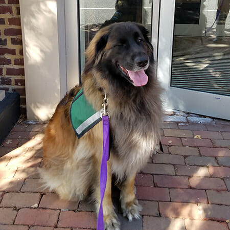 100-lb+ Dog Duo Deliver Big Comfort to Children and Adults in Need ...