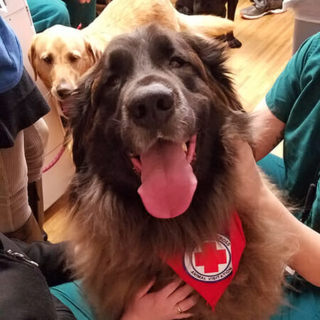 100-lb+ Dog Duo Deliver Big Comfort to Children and Adults in Need ...