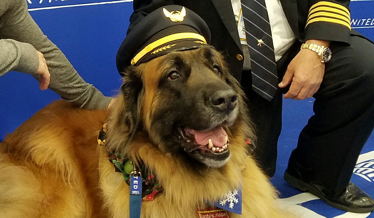 100-lb+ Dog Duo Deliver Big Comfort to Children and Adults in Need ...